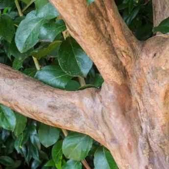 Comment former un arbre en cépée ? - Promesse de Fleurs