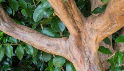 Comment former un arbre en cépée ? - Promesse de Fleurs