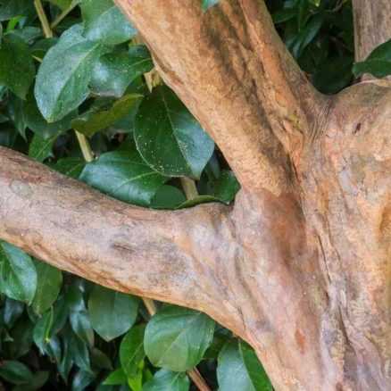 Comment former un arbre en cépée ? - Promesse de Fleurs