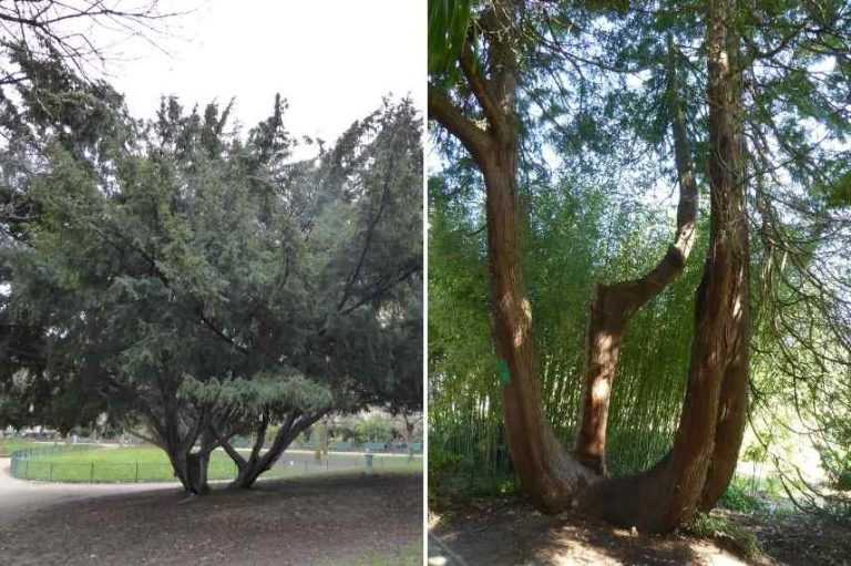 Comment former un arbre en cépée ? - Promesse de Fleurs