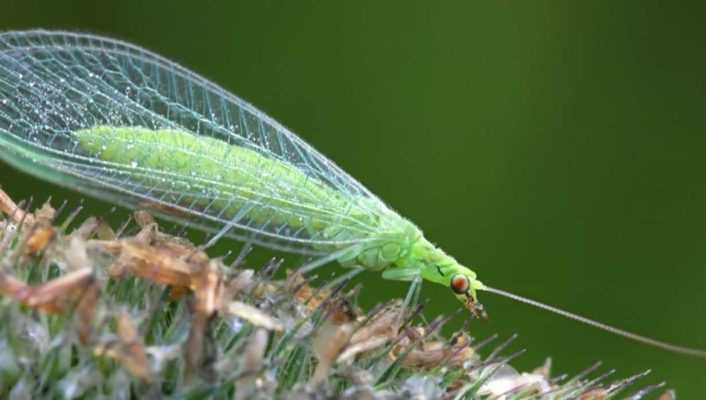 La chrysope, un insecte vert utile dans le jardin - Blog Promesse de fleurs