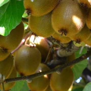 Comment différencier kiwi et kiwaï ? - Promesse de Fleurs
