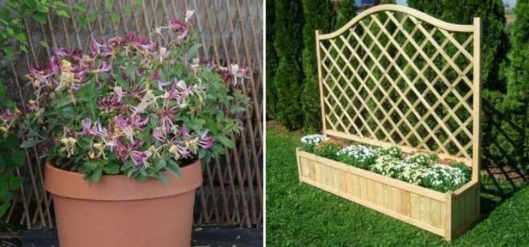 Comment planter un Chèvrefeuille en pot - Promesse de Fleurs