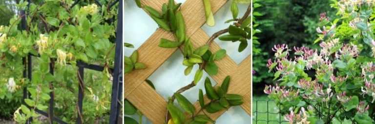 Comment planter un Chèvrefeuille en pot - Promesse de Fleurs