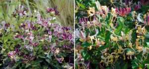 Comment planter un Chèvrefeuille en pot - Promesse de Fleurs