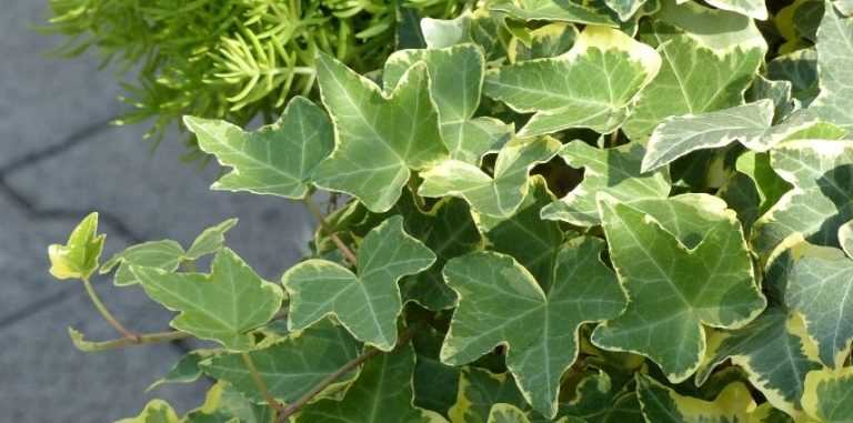 Lierre en pot : variétés, type de pot, plantation et entretien