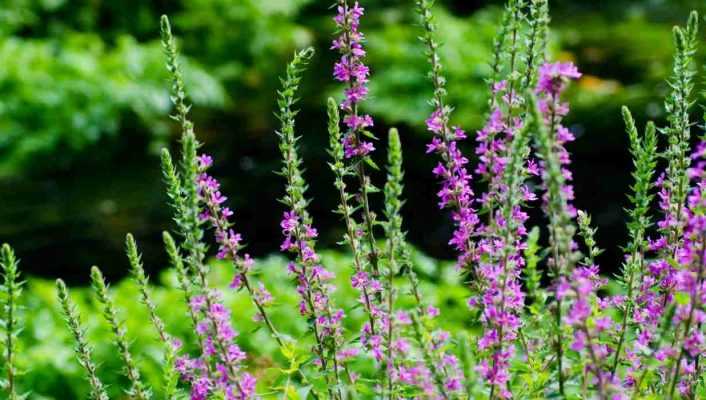 Planter en zone humide : nos conseils pour réussir - Blog Promesse de ...