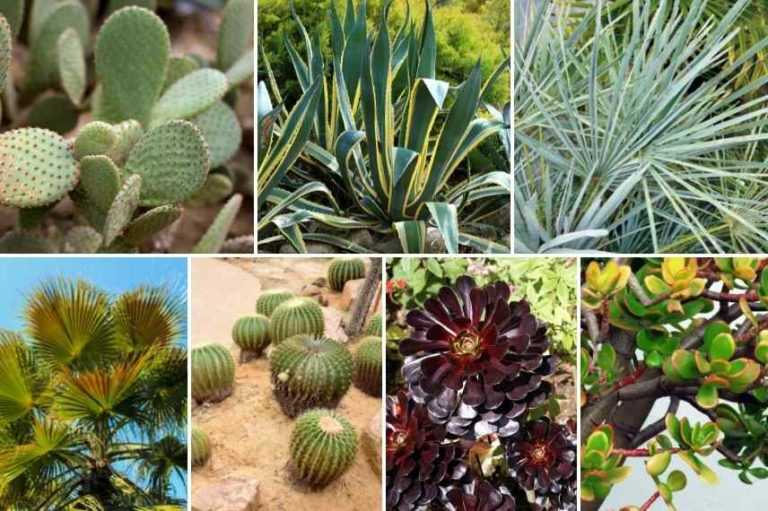 Aménager un jardin exotique sec - Promesse de Fleurs
