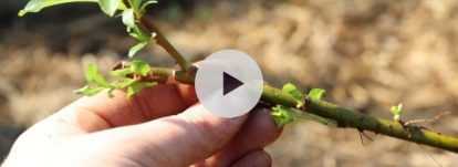 Bouturer : nos conseils en vidéos