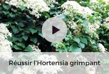 Hortensia grimpant - Hydrangea seemanii, persistant adapté à l’ombre