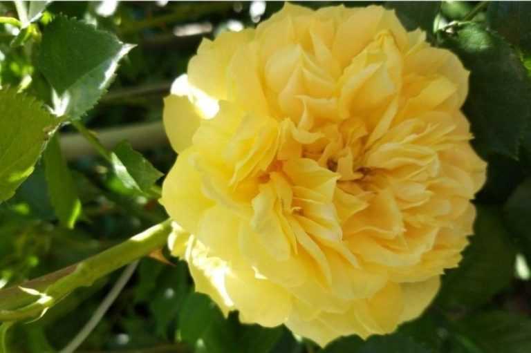 Les plus beaux rosiers Guillot - Promesse de Fleurs