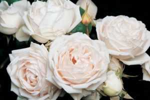 Les plus beaux rosiers Guillot - Promesse de Fleurs