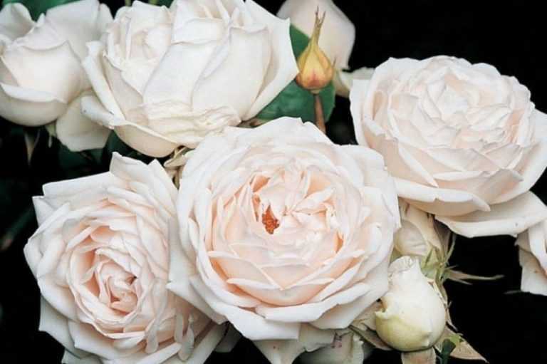 Les plus beaux rosiers Guillot - Promesse de Fleurs