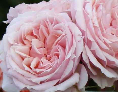 Les plus beaux rosiers Guillot - Promesse de Fleurs