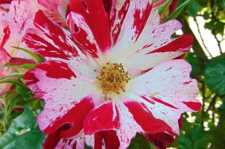 Les plus belles roses panachées - Promesse de Fleurs