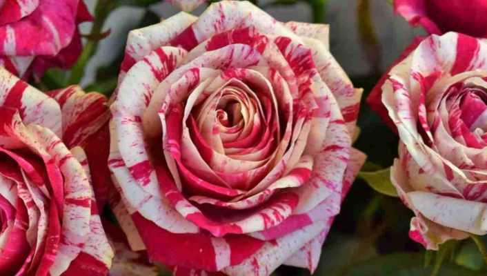 Les plus belles roses panachées - Promesse de Fleurs