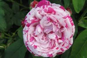 Les plus belles roses panachées - Promesse de Fleurs