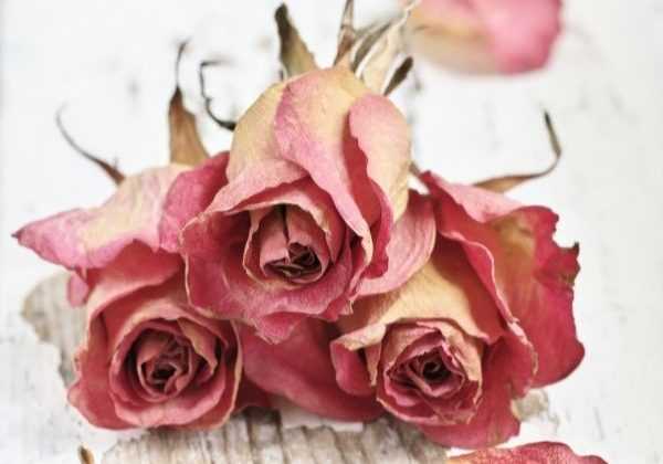 Faire une couronne de fleurs séchées - Promesse de Fleurs