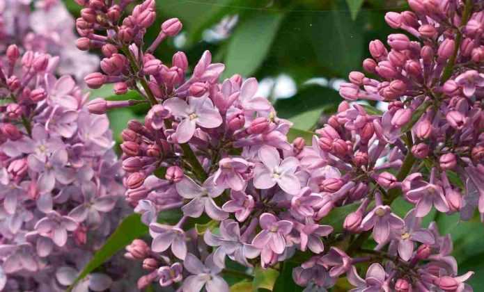 Lilas blanc : 5 variétés à adopter au jardin - Promesse de Fleurs