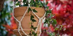 Lierre en pot : variétés, type de pot, plantation et entretien