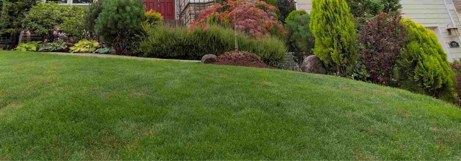 Quel gazon choisir ? Nos conseils - Promesse de Fleurs