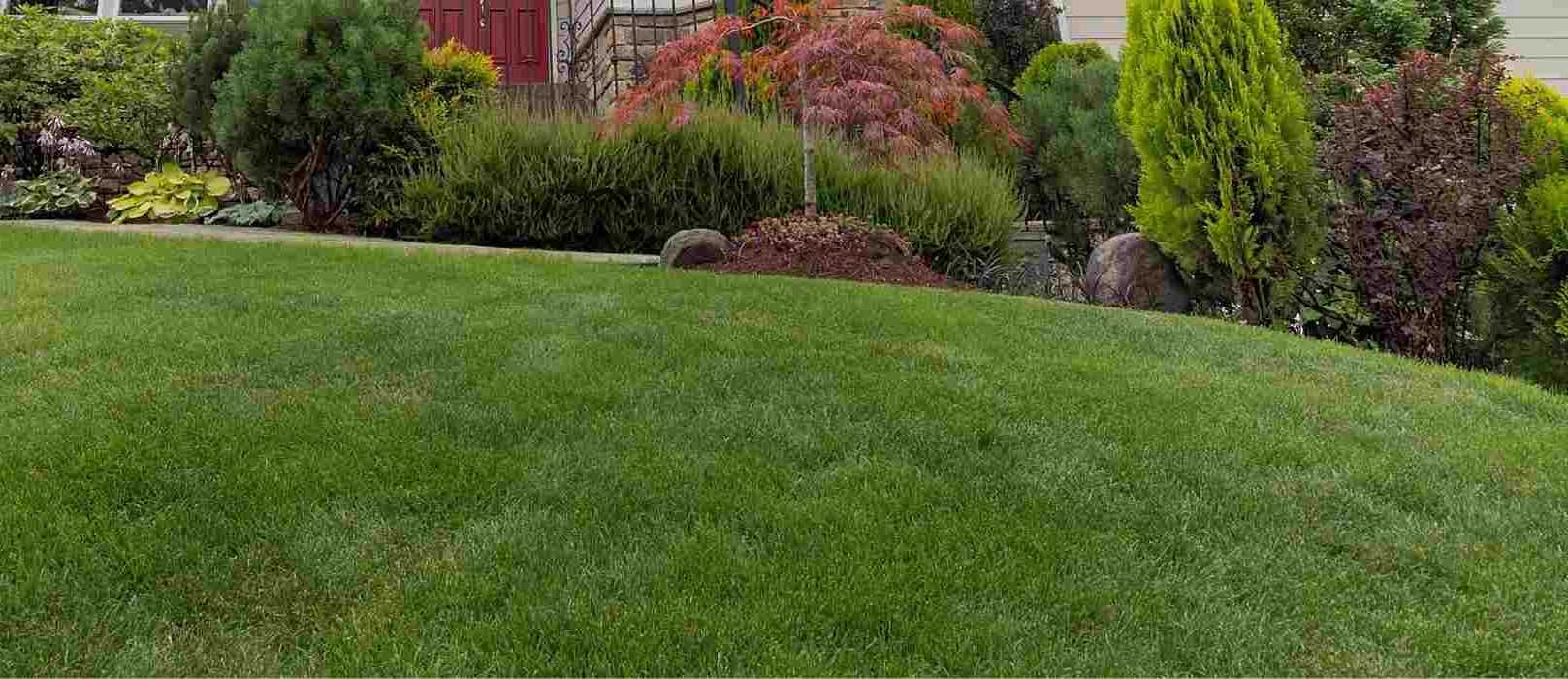 Quel gazon choisir ? Nos conseils - Promesse de Fleurs