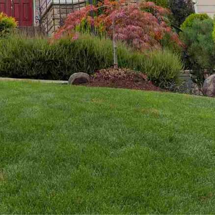 Quel gazon choisir ? Nos conseils - Promesse de Fleurs