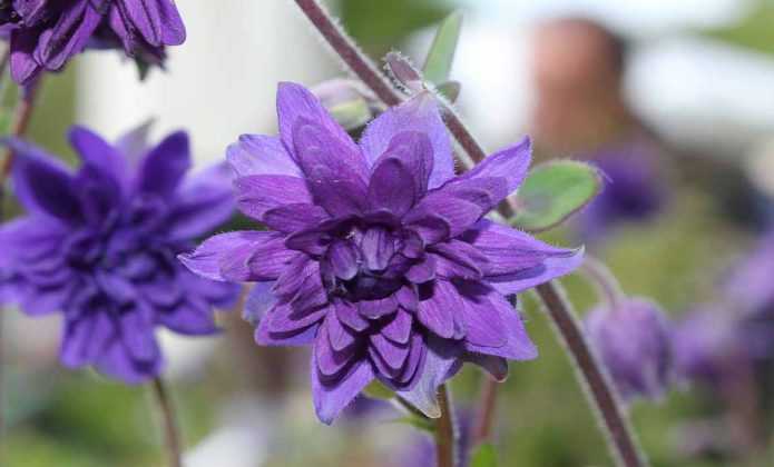 Ancolies, Aquilegia : semis, plantation et entretien