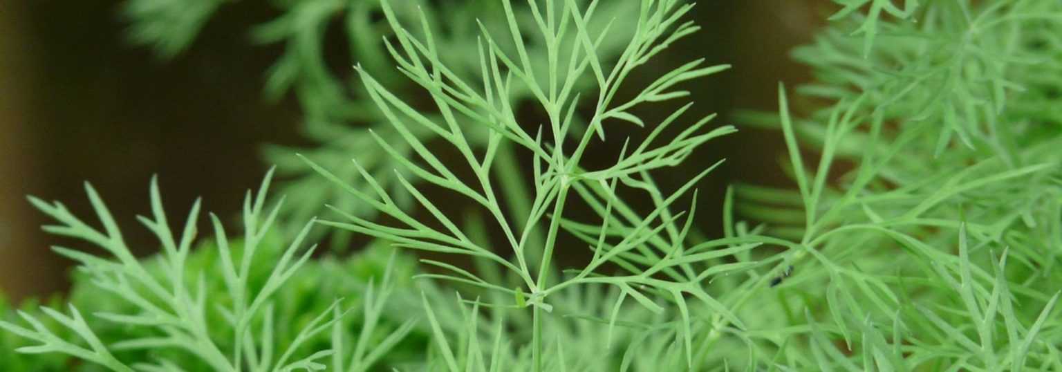 Aneth en pot : conseils de plantation, récolte et utilisation