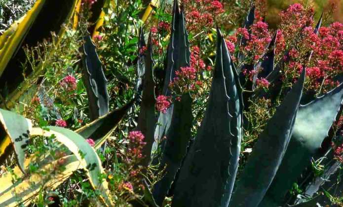 Cultiver un agave en pot : nos conseils - Promesse de Fleurs