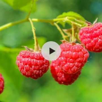 Framboisier remontant Frambélise - Rubus idaeus sans épines, à gros ...