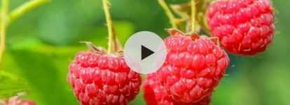 Framboisier remontant Frambélise - Rubus idaeus sans épines, à gros ...