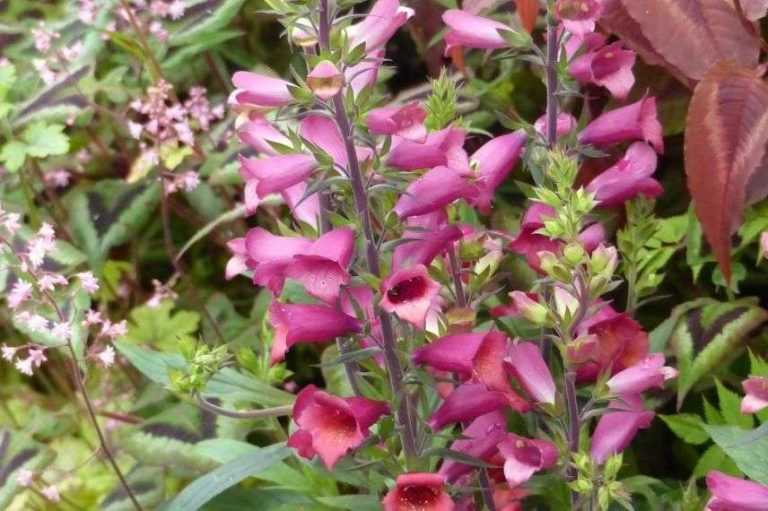 Choisir une digitale : nos conseils - Promesse de Fleurs