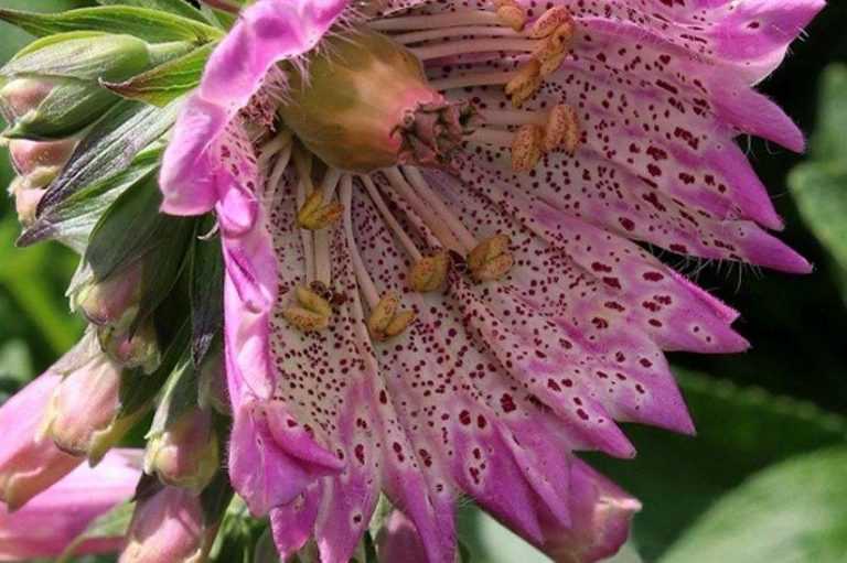 Choisir une digitale : nos conseils - Promesse de Fleurs