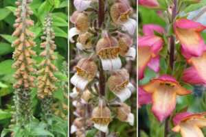 Choisir une digitale : nos conseils - Promesse de Fleurs