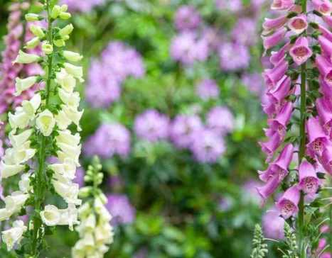 Choisir une digitale : nos conseils - Promesse de Fleurs