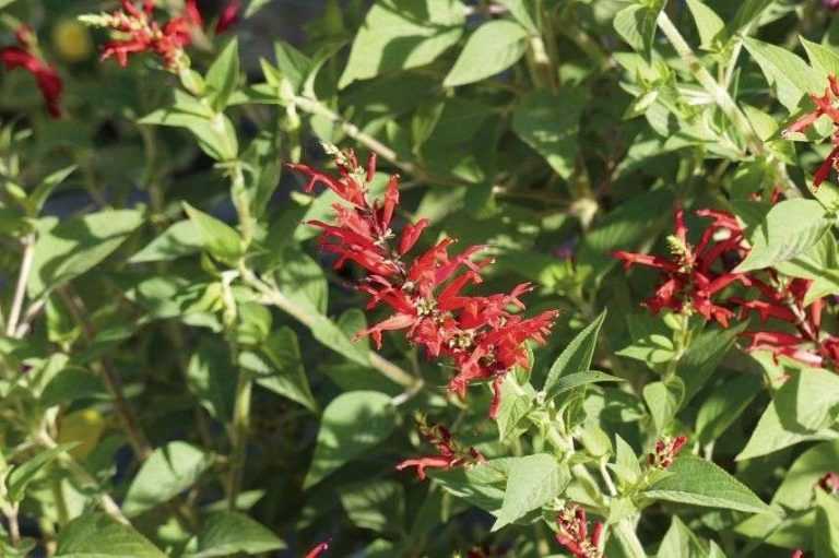 5 sauges rouges à adopter au jardin - Promesse de Fleurs