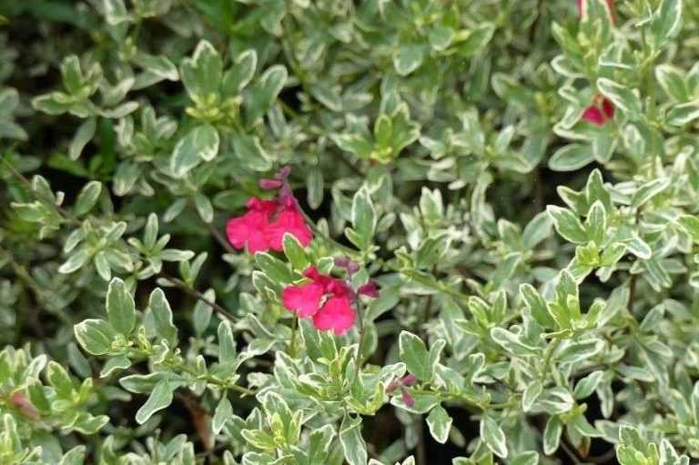 5 sauges rouges à adopter au jardin - Promesse de Fleurs