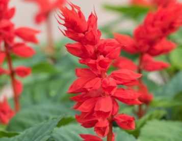 5 sauges rouges à adopter au jardin - Promesse de Fleurs
