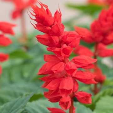 5 sauges rouges à adopter au jardin - Promesse de Fleurs