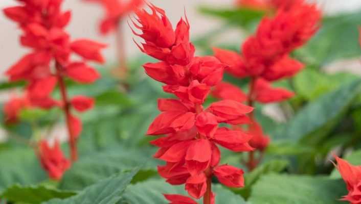 5 sauges rouges à adopter au jardin - Promesse de Fleurs