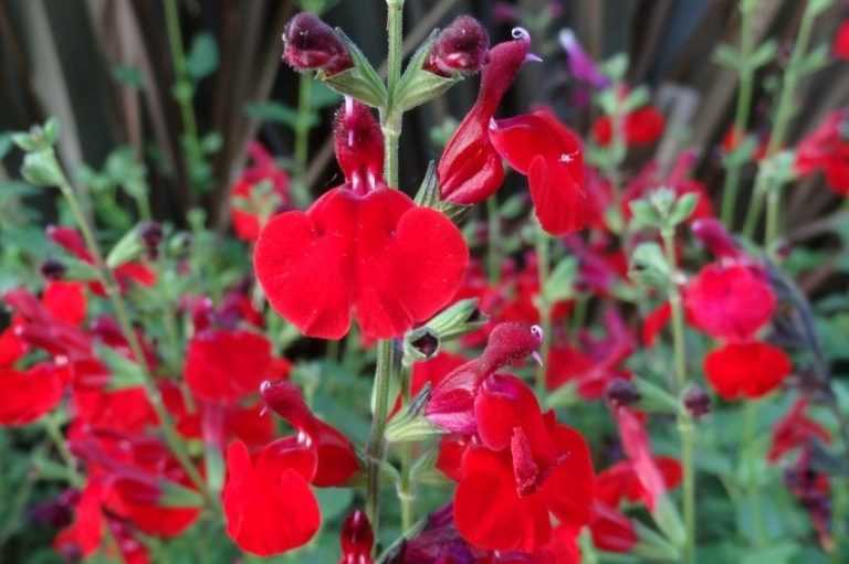 5 sauges rouges à adopter au jardin - Promesse de Fleurs