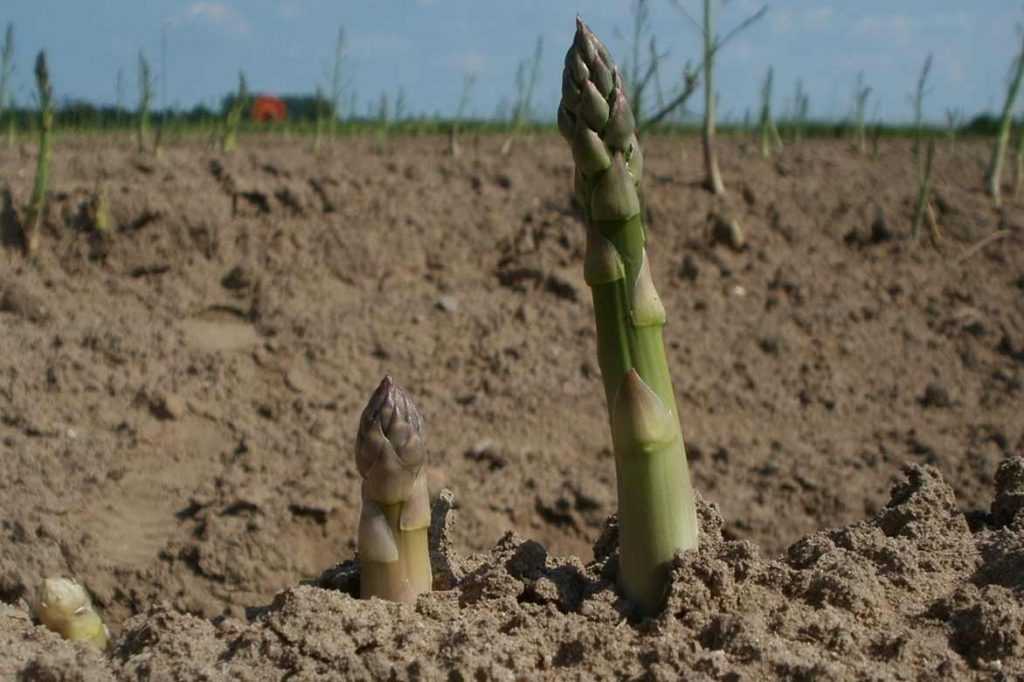 L’asperge : plantation, culture, récolte - Promesse de Fleurs