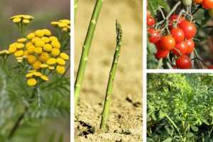 L’asperge : plantation, culture, récolte - Promesse de Fleurs