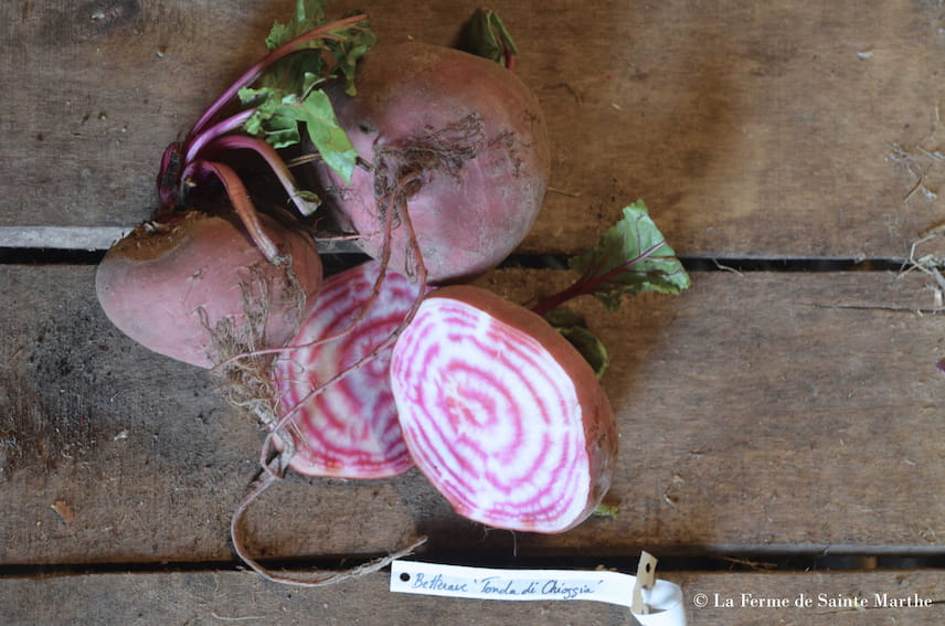 Les meilleures betteraves à cultiver au potager - Promesse de Fleurs