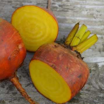 Les meilleures betteraves à cultiver au potager - Promesse de Fleurs