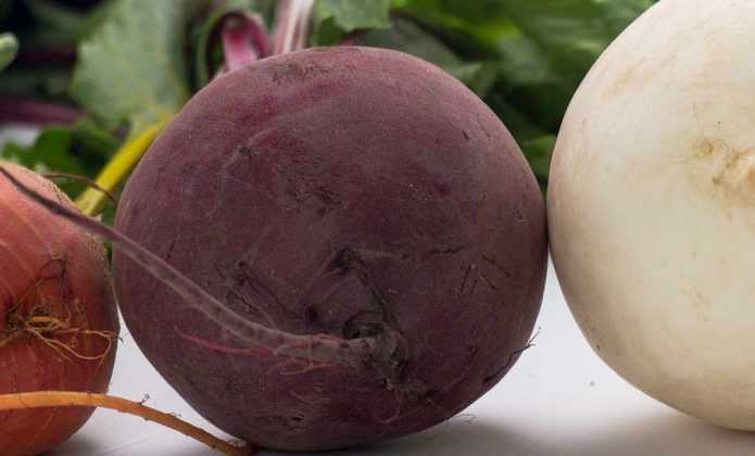 Betterave : semis, plantation, culture et récolte au potager