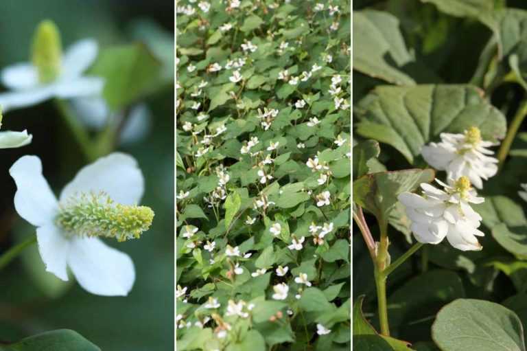 Houttuynia cordata, Poivre de Chine : planter, cultiver