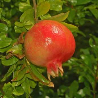 Le grenadier à fruits : planter, cultiver, récolter - Promesse de Fleurs