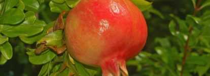 Le grenadier à fruits : planter, cultiver, récolter - Promesse de Fleurs